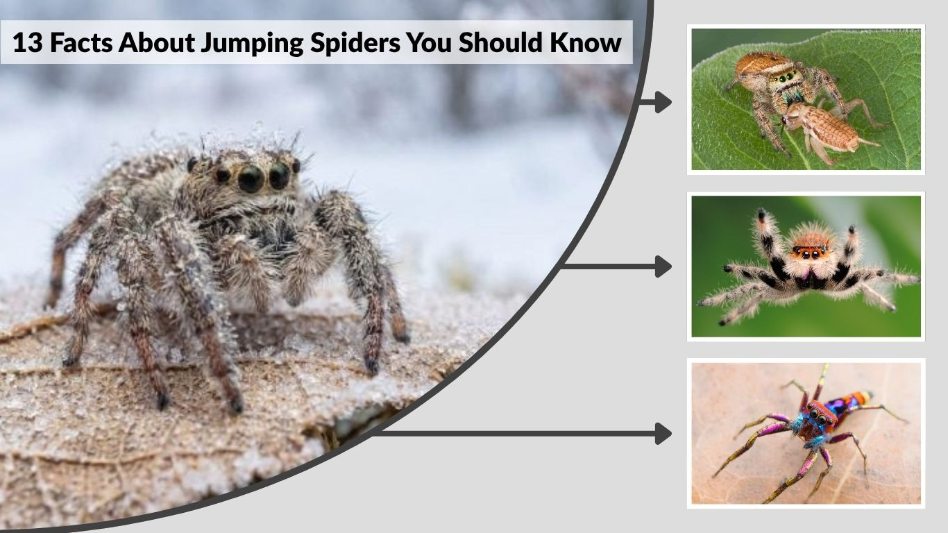 13 Facts About Jumping Spiders You Should Know